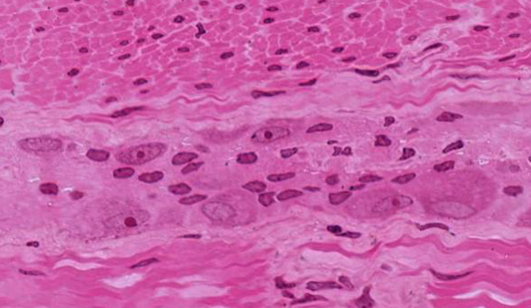 Enteric Nervous System